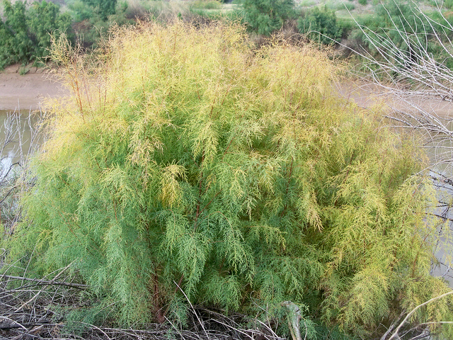Tamarisk In California 9773